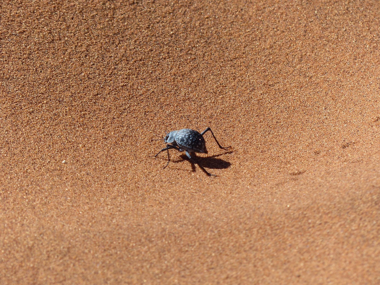 10 unique animals in the desert that are not camels. - BioDiaries